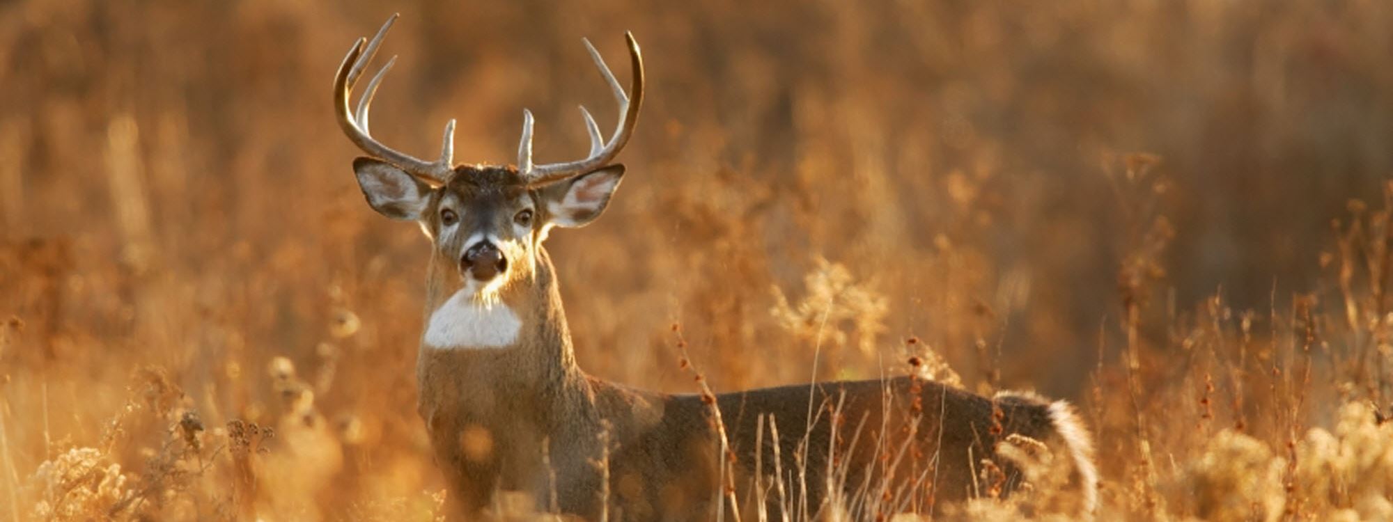 Willcox Playa Wildlife Area: Bird Watching & Photography